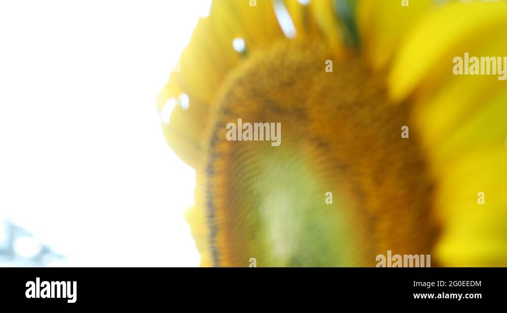 Flower carpel Stock Videos & Footage - HD and 4K Video Clips - Alamy