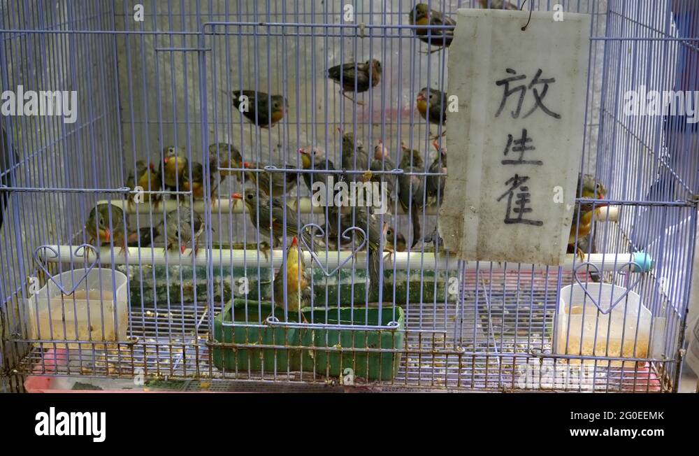Good luck bird in cage Stock Videos & Footage - HD and 4K Video Clips ...