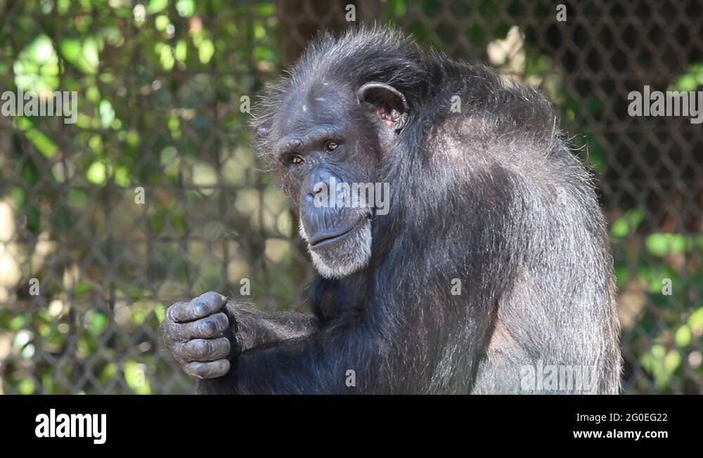 Thinking animal Stock Videos & Footage - HD and 4K Video Clips - Alamy