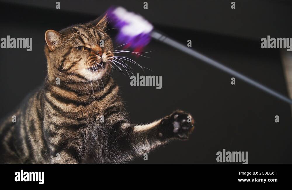 Grab stick Stock Videos & Footage - HD and 4K Video Clips - Alamy