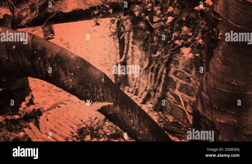 Horror concept - Monster Point of View POV through old ruins in the ...