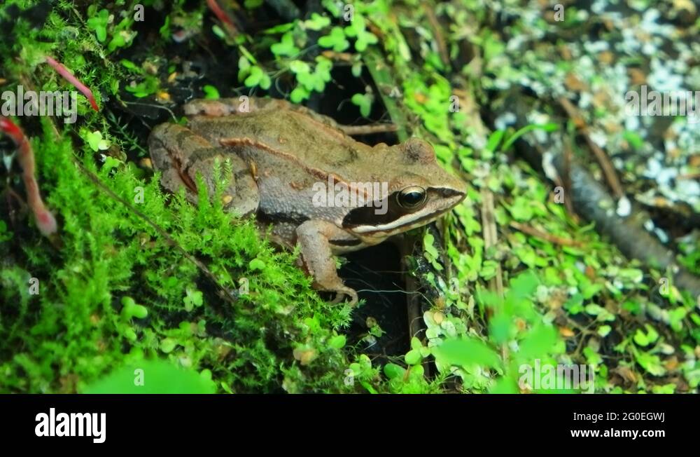 Adult common frog Stock Videos & Footage - HD and 4K Video Clips - Alamy