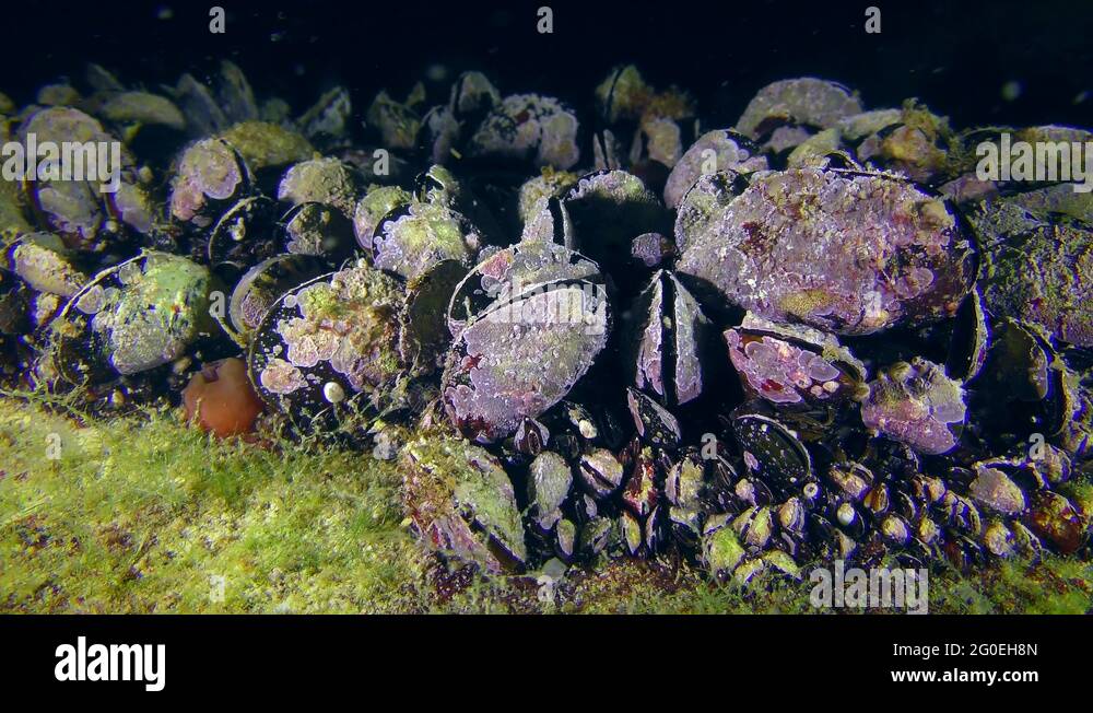 Colony of Mussels (Mytilus sp.) with shells covered by overgrowth Stock ...