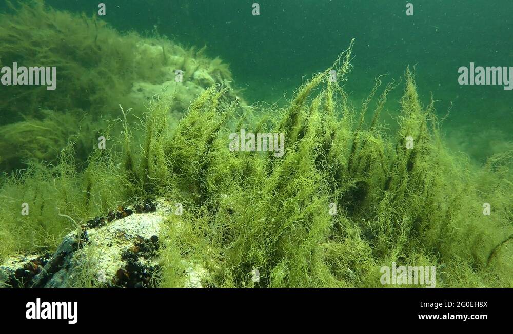 Cladophora sp Stock Videos & Footage - HD and 4K Video Clips - Alamy
