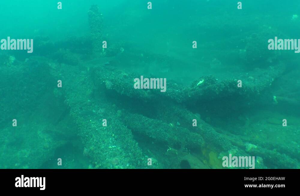 Filtration shellfish Stock Videos & Footage - HD and 4K Video Clips - Alamy