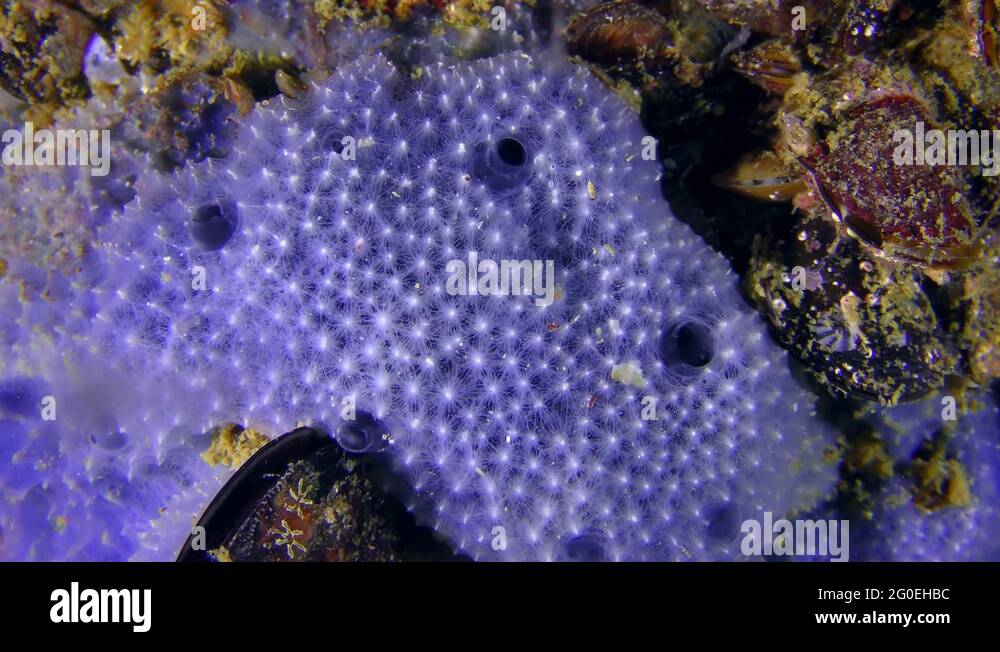 Sea sponge texture Stock Videos & Footage - HD and 4K Video Clips - Alamy