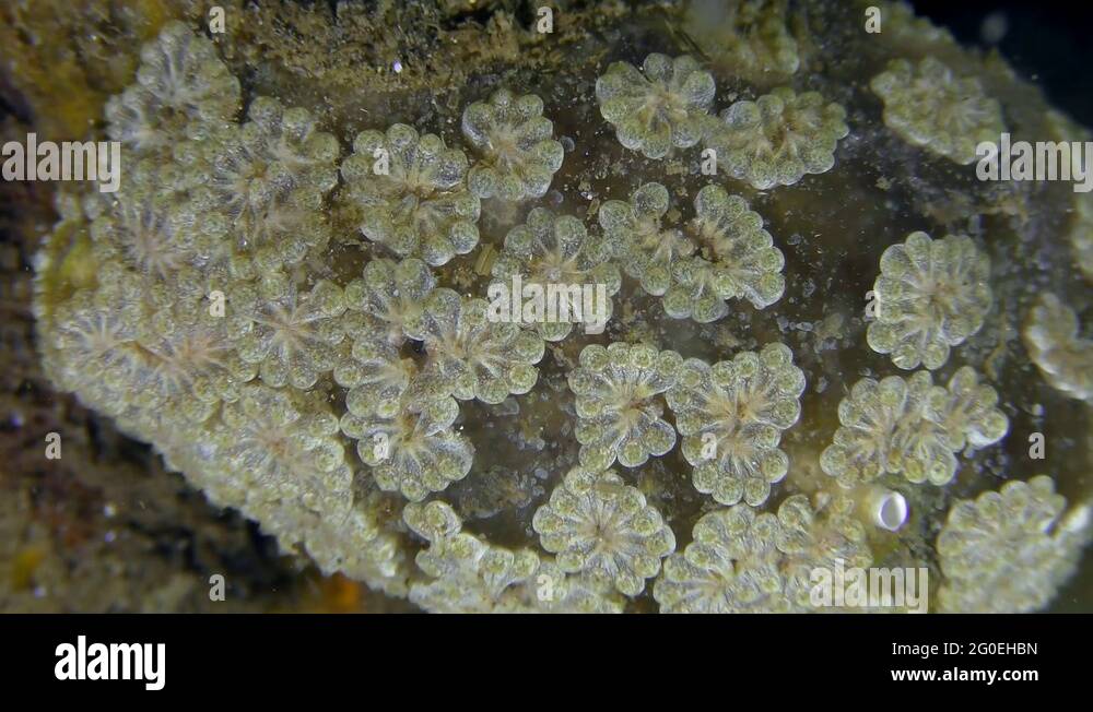 Colonial tunicate Stock Videos & Footage - HD and 4K Video Clips - Alamy