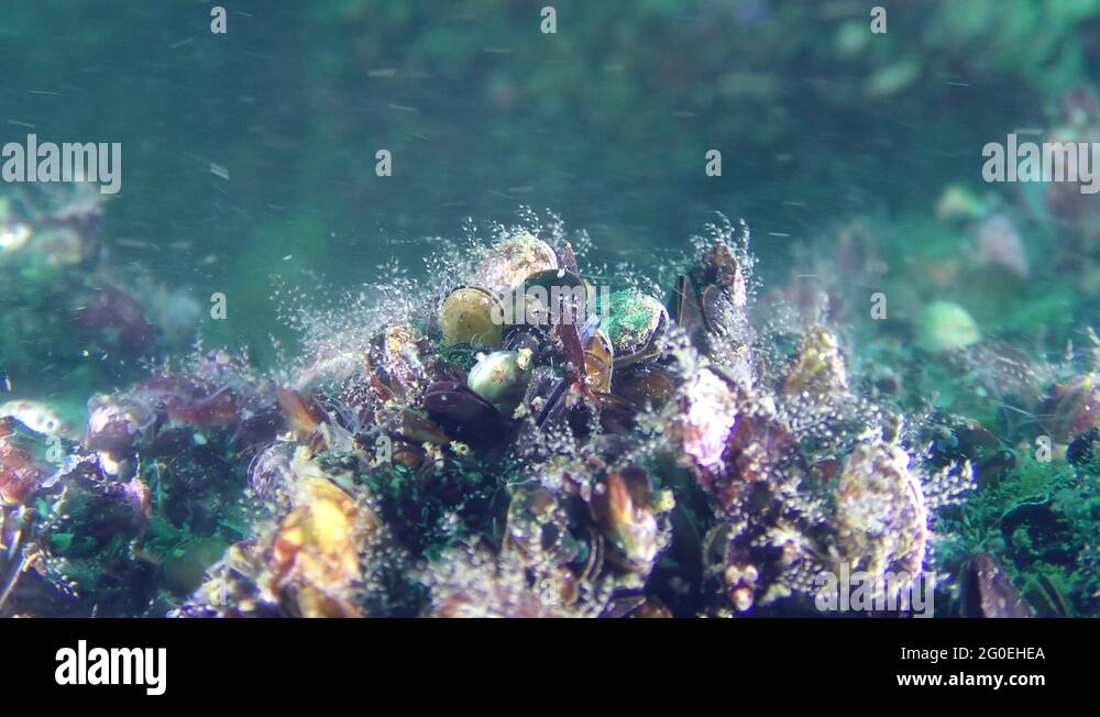 Reproduction of Mussel (Mytilus sp.), Mollusks secrete eggs and sperm ...