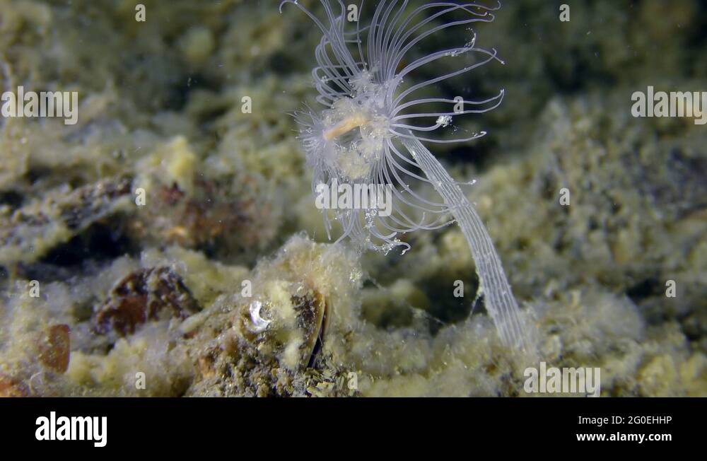 Nodding Hydroid (Corymorpha nutans) on the seabed Stock Video Footage ...