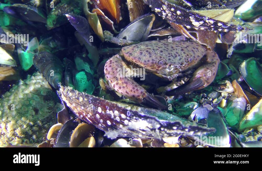 Empty crab shells Stock Videos & Footage - HD and 4K Video Clips - Alamy