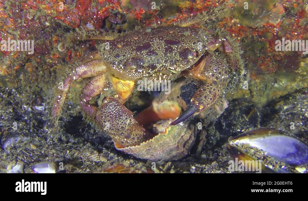 Sea snail whelk shell Stock Videos & Footage - HD and 4K Video Clips ...