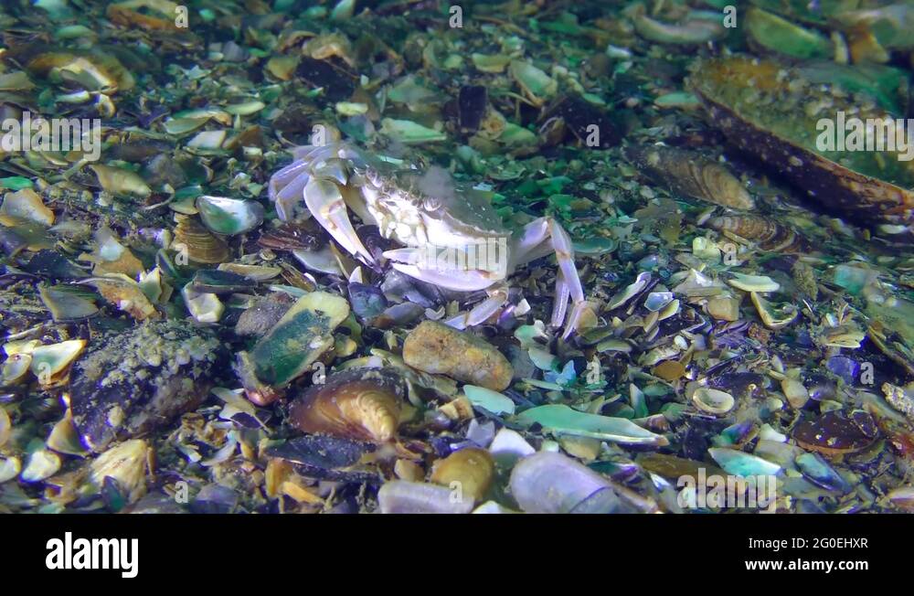 Swimming crab puts the mussel shell in its mouth with its claws Stock ...