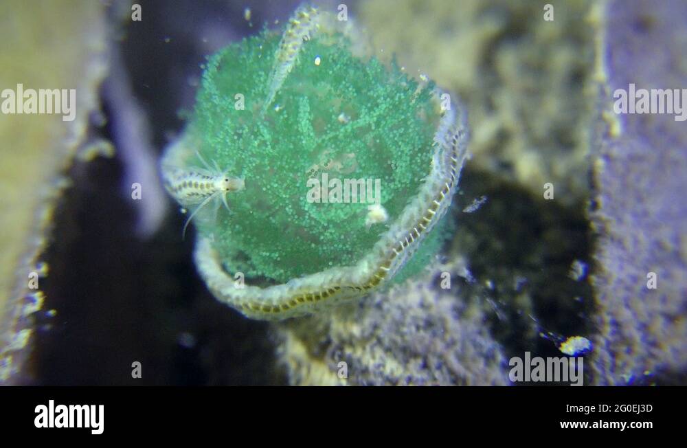 Polychaeta marine bristleworms Stock Videos & Footage - HD and 4K Video ...