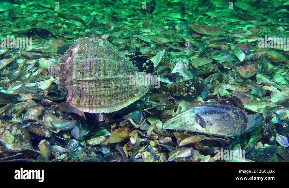 Rapana snail Stock Videos & Footage - HD and 4K Video Clips - Alamy