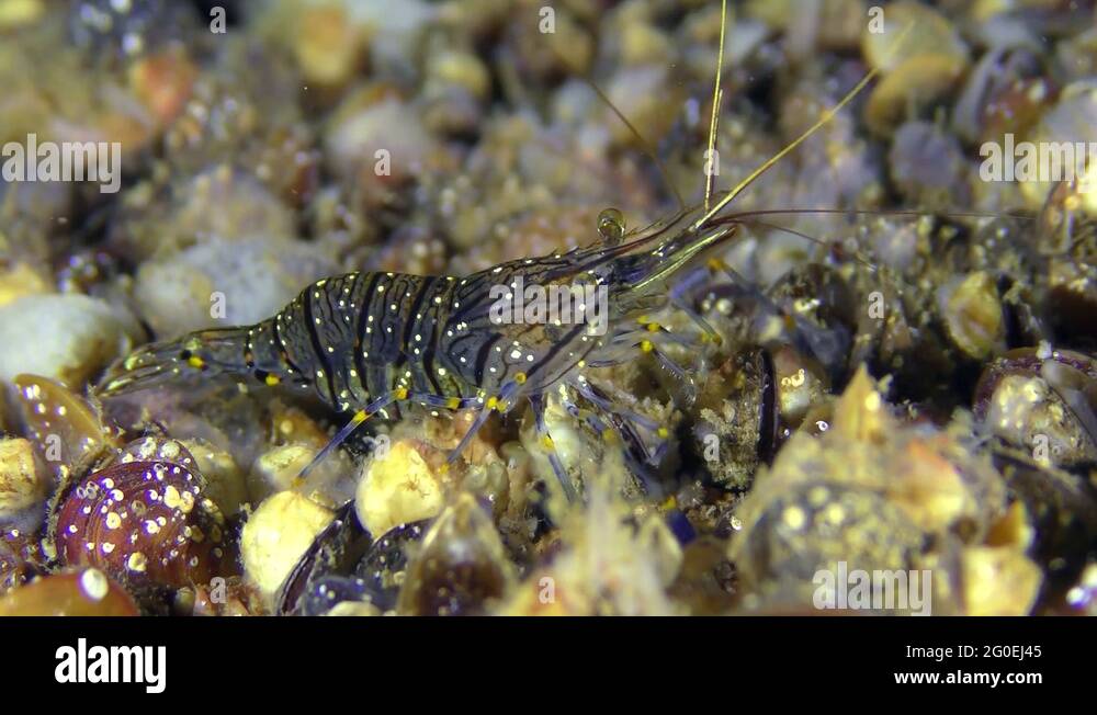 Prawn shells Stock Videos & Footage - HD and 4K Video Clips - Alamy