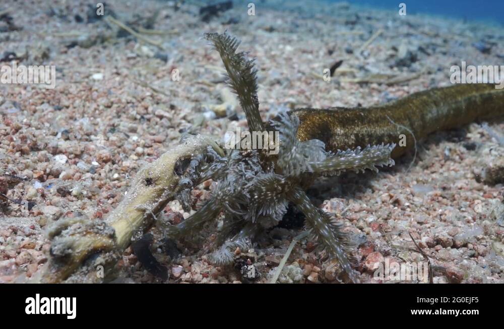 Synaptid Sea Cucumber underwater moving tentacles on sandy bottom Stock ...