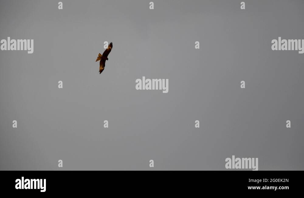 Bald eagle soaring free Stock Videos & Footage - HD and 4K Video Clips ...