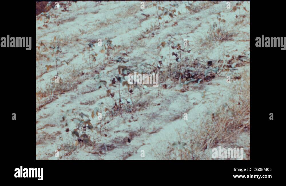 Poor soil Stock Videos & Footage - HD and 4K Video Clips - Alamy