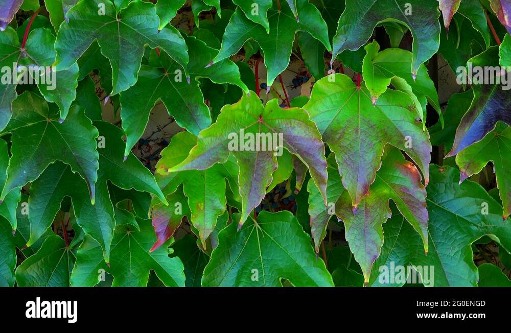 Grape ivy Stock Videos & Footage - HD and 4K Video Clips - Alamy