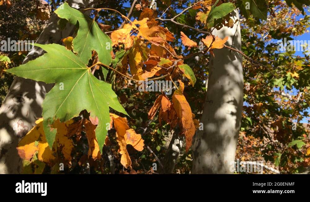 Dead leaves tree Stock Videos & Footage - HD and 4K Video Clips - Alamy