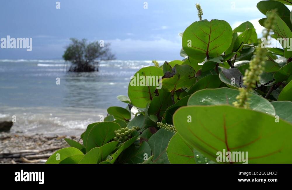 Beach seagrapes Stock Videos & Footage - HD and 4K Video Clips - Alamy