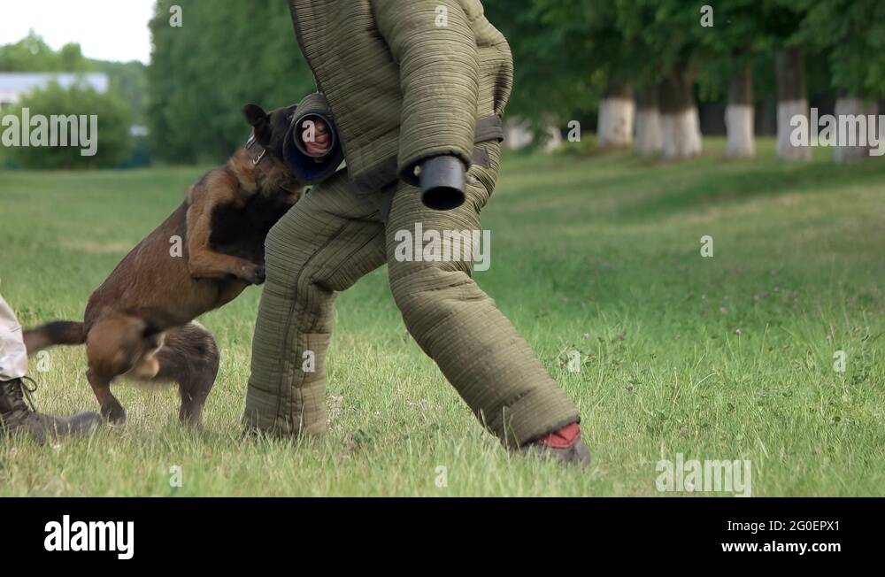 Teeth biting arm Stock Videos & Footage - HD and 4K Video Clips - Alamy