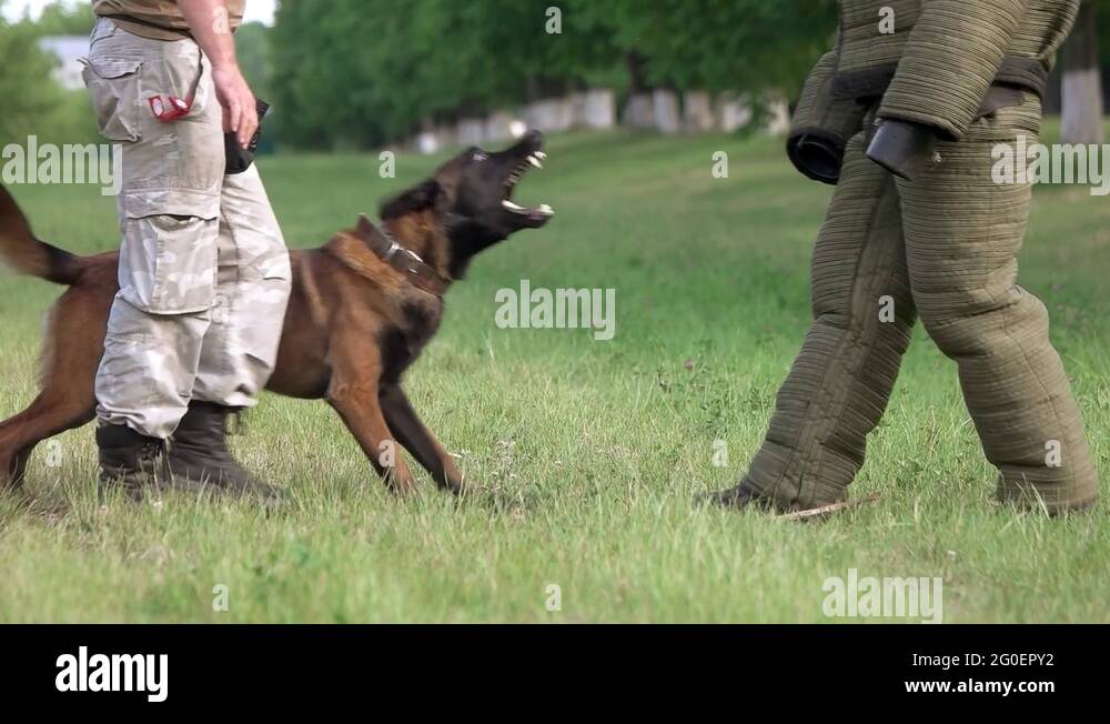 Man fear dog Stock Videos & Footage - HD and 4K Video Clips - Alamy
