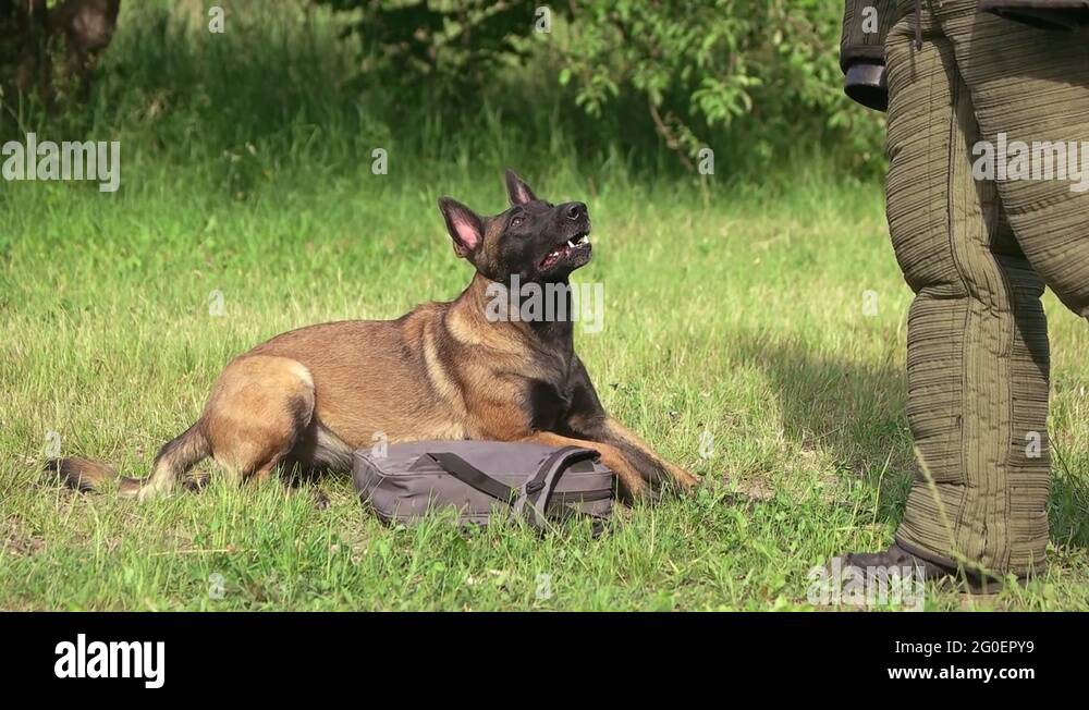Dog is defending a bag from stranger Stock Video Footage - Alamy