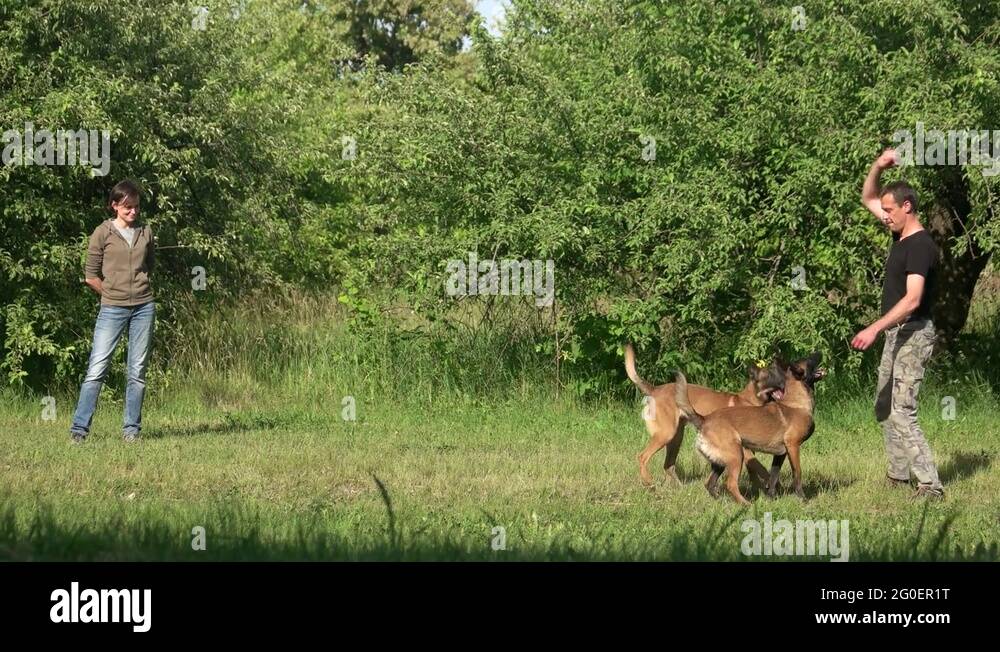 Catching dogs Stock Videos & Footage - HD and 4K Video Clips - Alamy