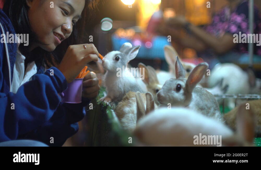 Rabbit young feeding Stock Videos & Footage - HD and 4K Video Clips - Alamy
