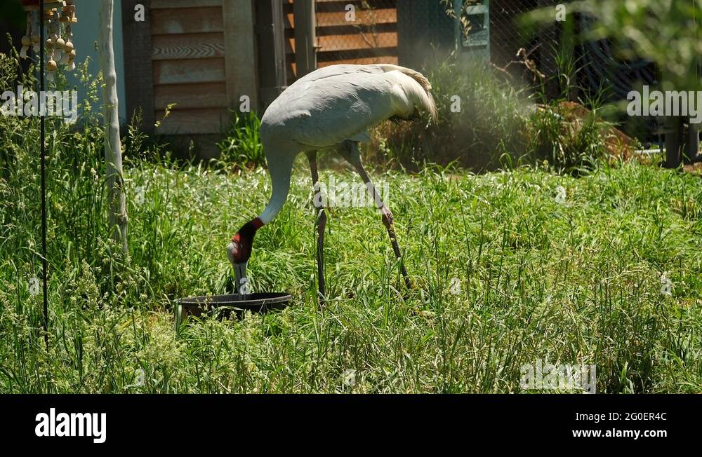 Most beautiful crane Stock Videos & Footage - HD and 4K Video Clips - Alamy
