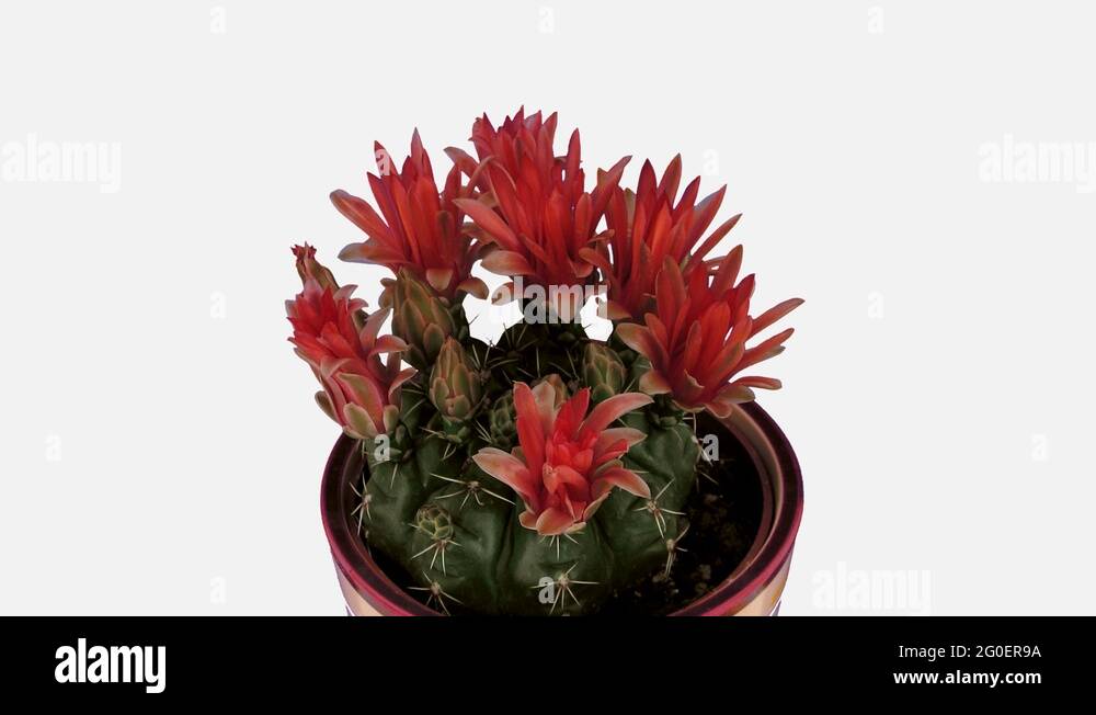 Cactus plant with buds Stock Videos & Footage - HD and 4K Video Clips ...
