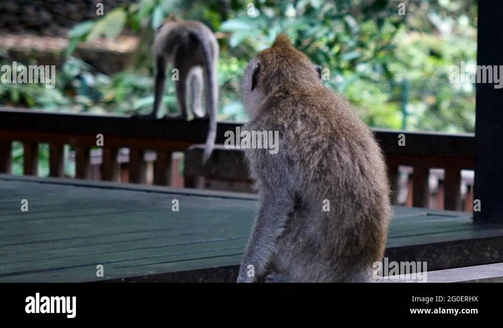 Adult baby animals Stock Videos & Footage - HD and 4K Video Clips - Alamy