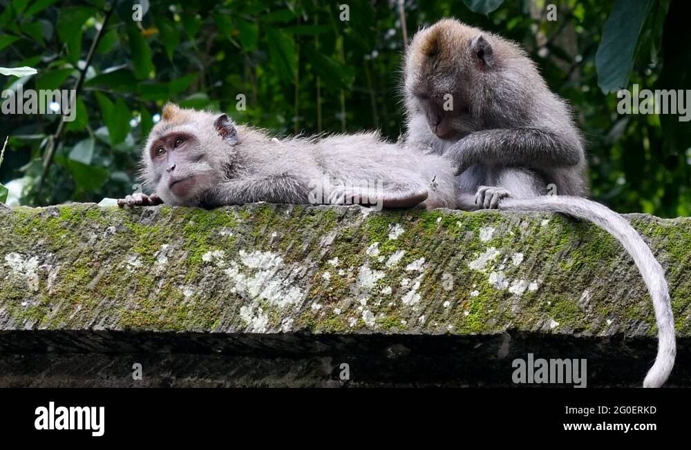 Ape Stock Videos & Footage - HD and 4K Video Clips - Alamy