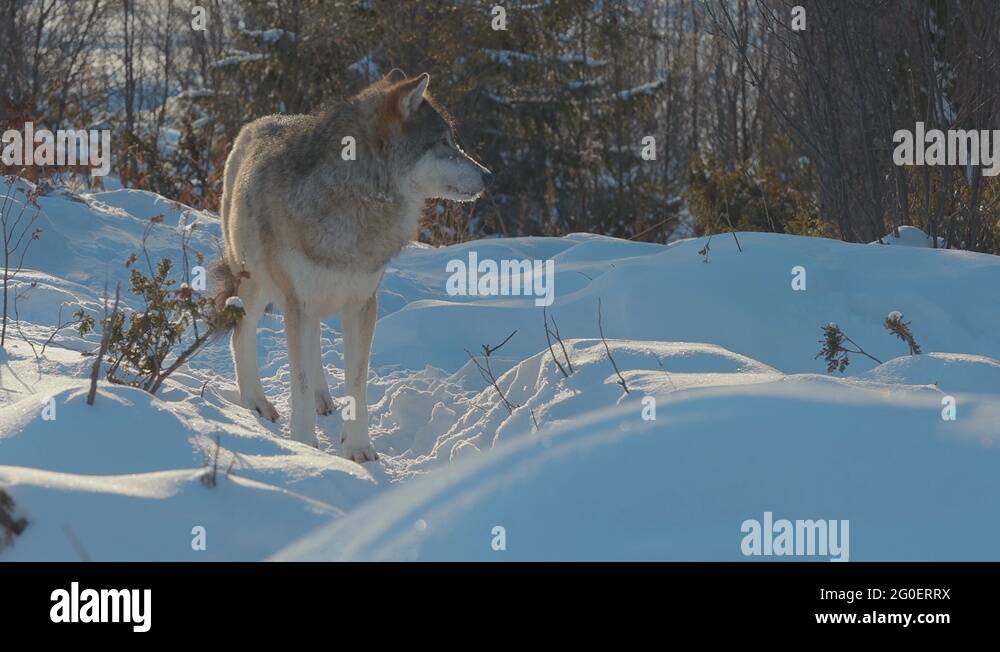 wolf animal standing another running passing behind Stock Video Footage ...