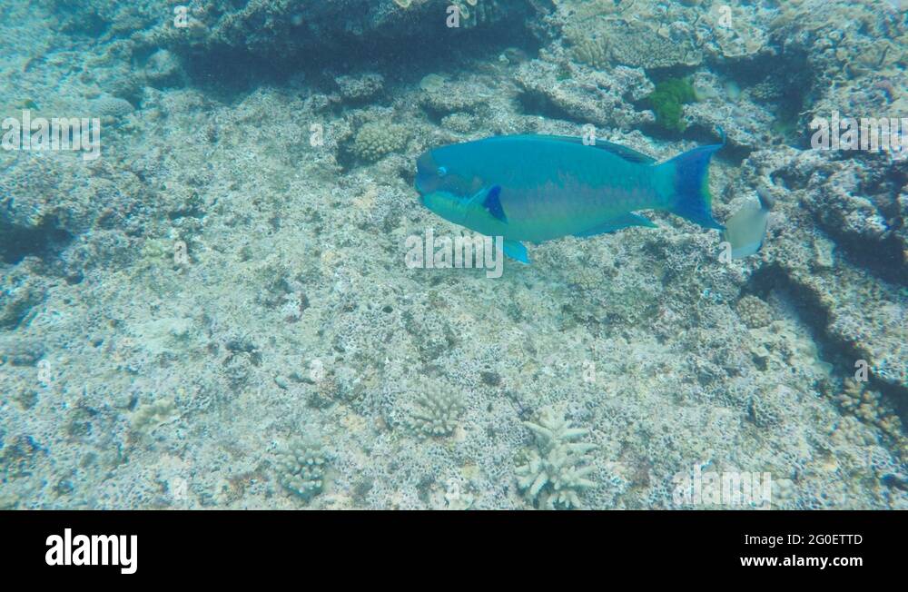 Green parrotfish australia Stock Videos & Footage - HD and 4K Video ...