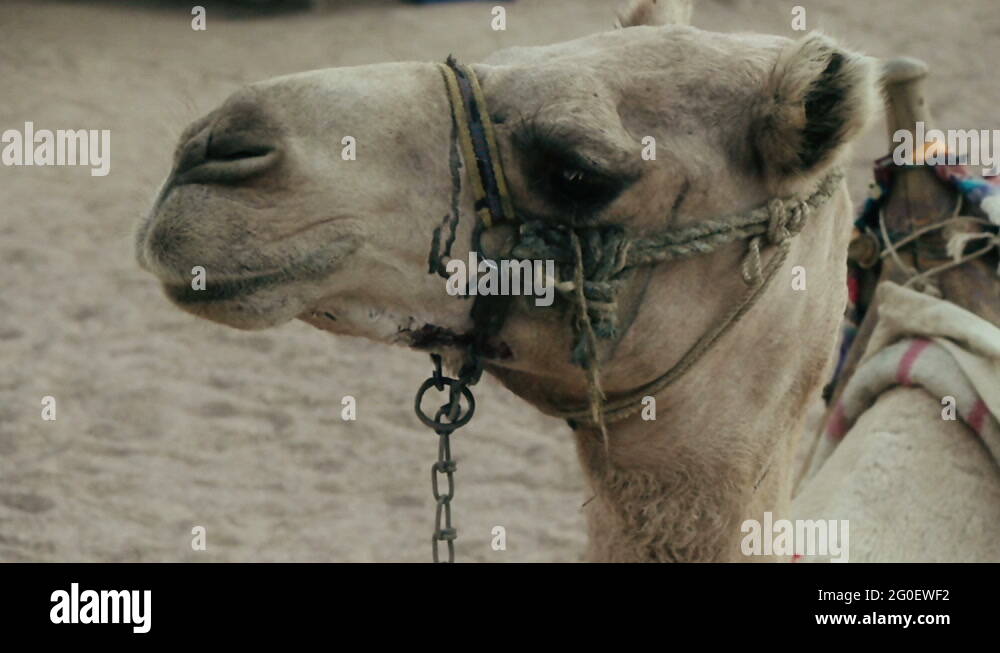 funny camel muzzle Stock Video Footage - Alamy