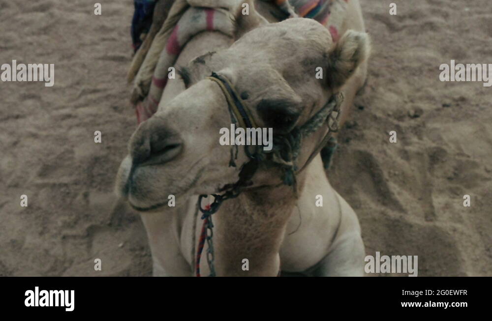 Turns head Stock Videos & Footage - HD and 4K Video Clips - Alamy