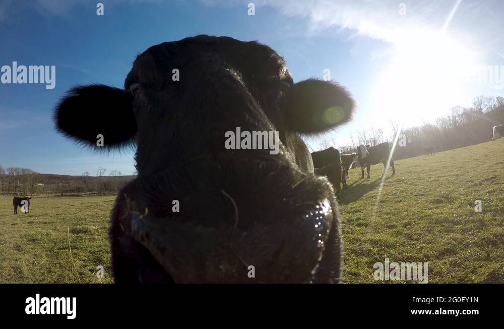Large cow sniffing the lens with lens flare from the sun Stock Video ...