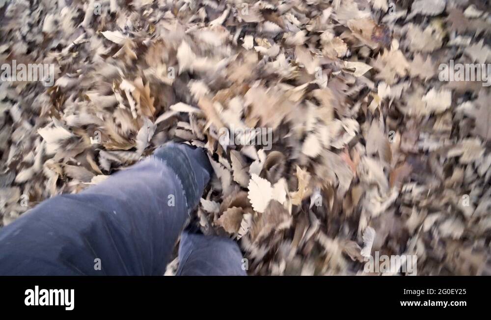 Tumbling leaves Stock Videos & Footage - HD and 4K Video Clips - Alamy