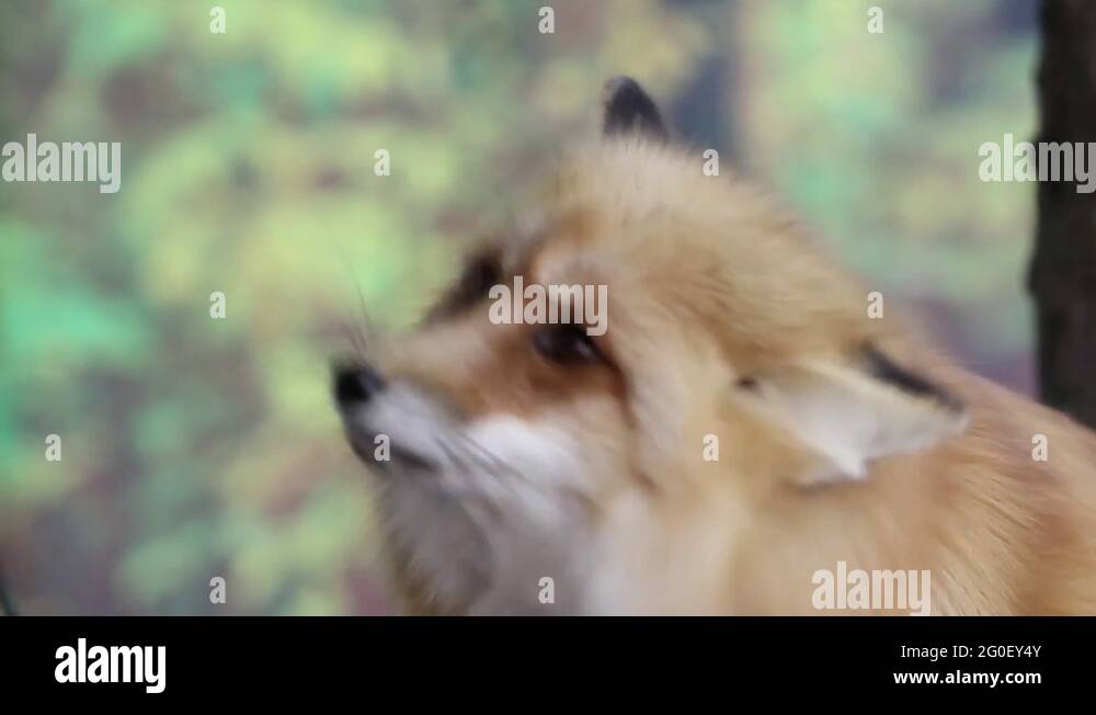 Portrait red fox eating Stock Videos & Footage - HD and 4K Video Clips ...