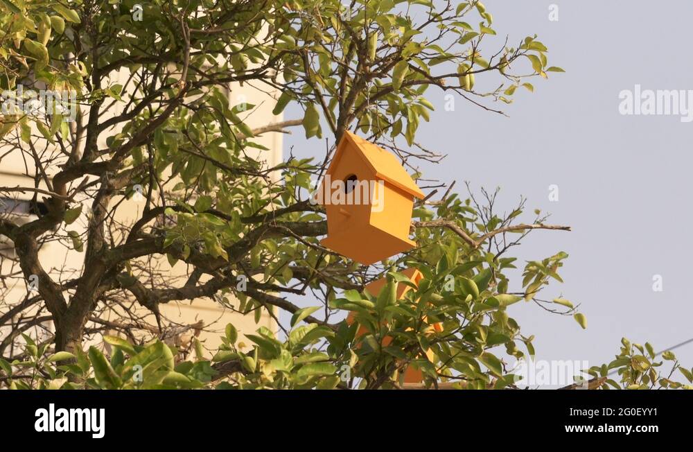 Pawn tree Stock Videos & Footage - HD and 4K Video Clips - Alamy