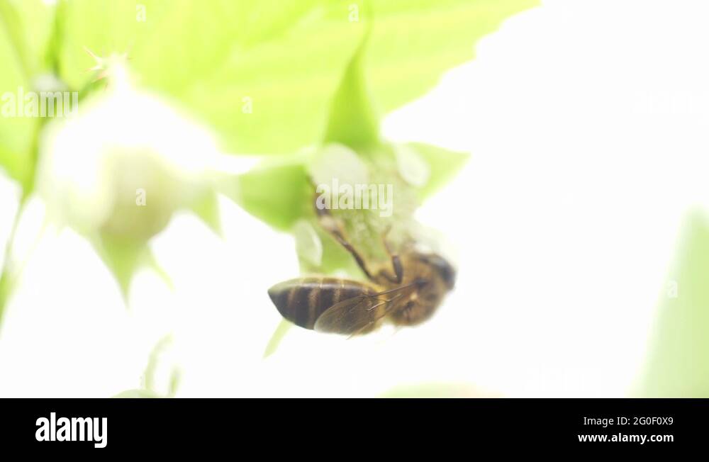 Honey bees pollination Stock Videos & Footage - HD and 4K Video Clips ...