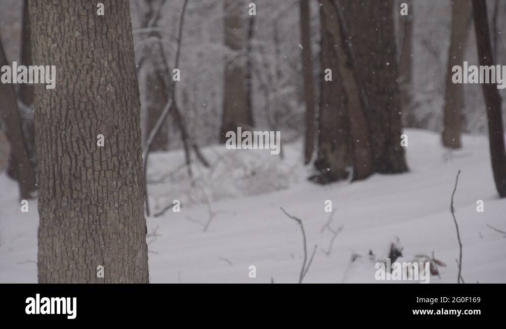 Snow falling in a forest Stock Videos & Footage - HD and 4K Video Clips ...