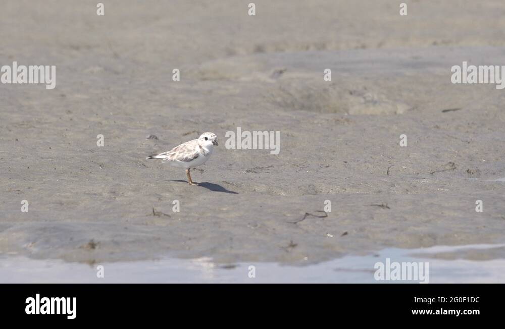 Bird piping Stock Videos & Footage - HD and 4K Video Clips - Alamy