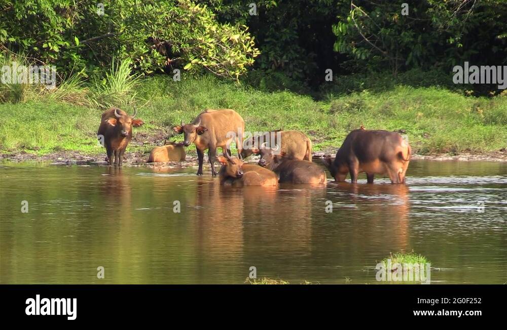 Congo rainforest animals Stock Videos & Footage - HD and 4K Video Clips ...