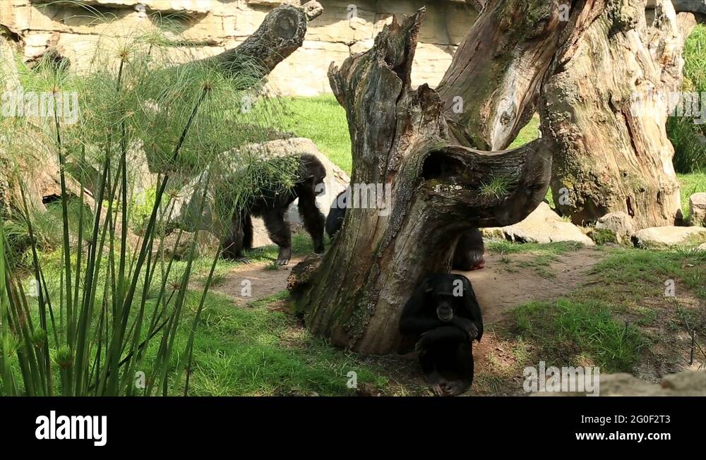 Chimpanzee young tree Stock Videos & Footage - HD and 4K Video Clips ...