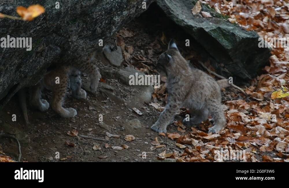 Two Eurasian lynx (Lynx lynx) kittens playing in front of den entrance ...