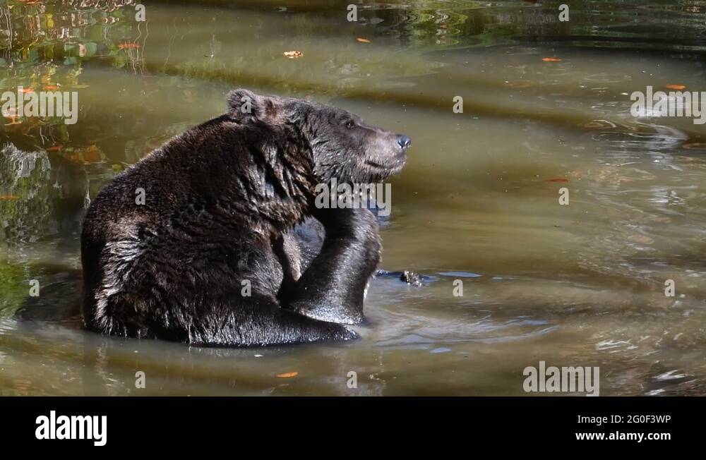 Relaxed bear Stock Videos & Footage - HD and 4K Video Clips - Alamy