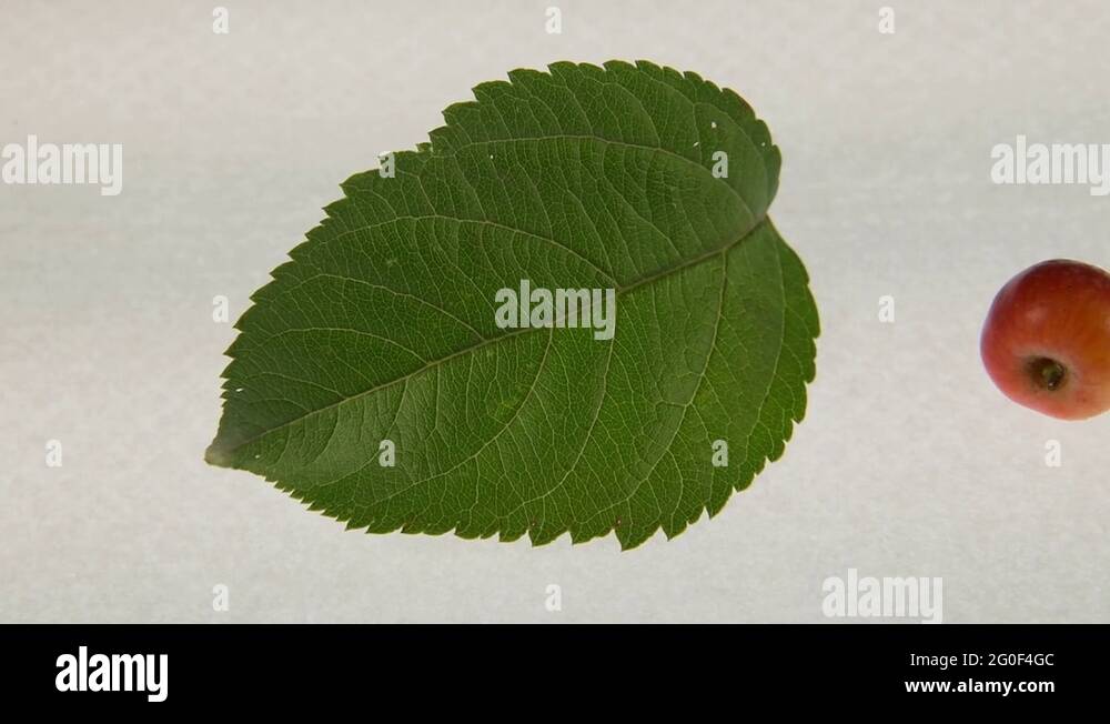 Siberian crab apple malus Stock Videos & Footage - HD and 4K Video ...